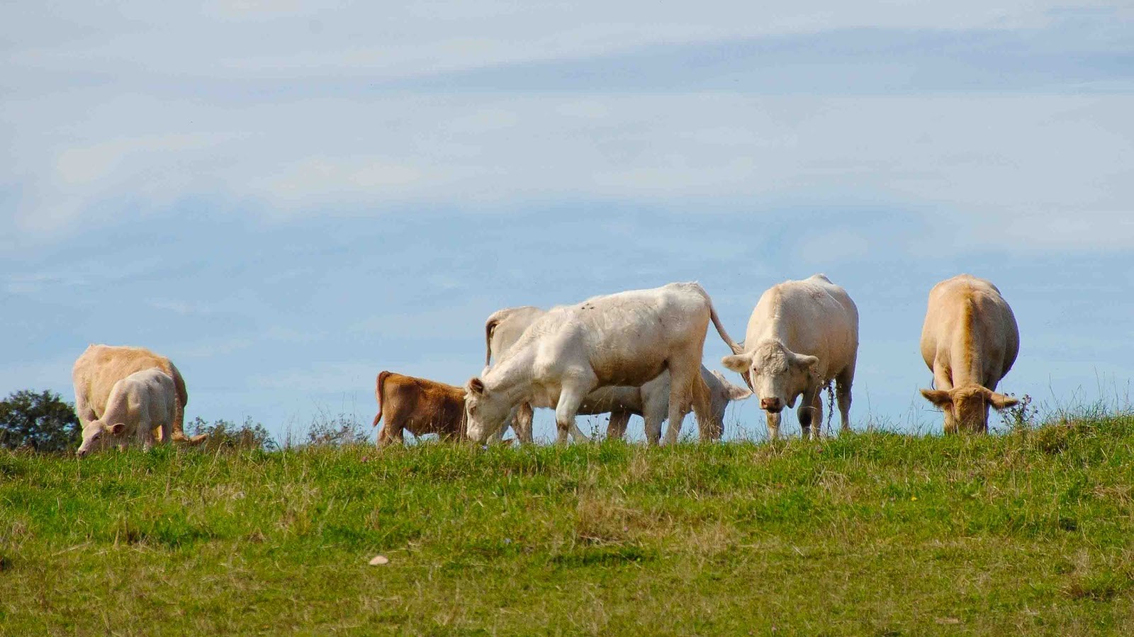 cows - American Anglican Council